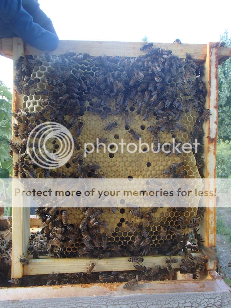 To Mark a Queen or Not to Mark | Beesource Beekeeping Forums